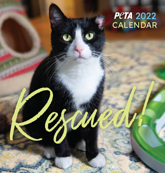 Donor update: How PETA investigations changed the world in 2021