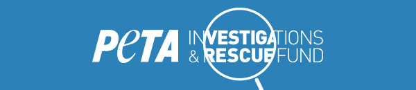 Monthly donor update: Freezing dogs rescued from breeder!